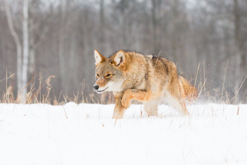 Snarling Coyote stock photo. Image of teeth, attack, predator - 24583084