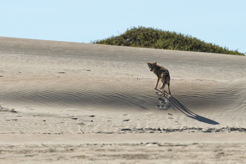 Coyote on the sand stock image. Image of animal, mojave - 50462455