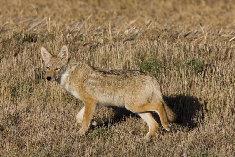 Coyote Saskatchewan stock photo. Image of animal, snout - 27627562