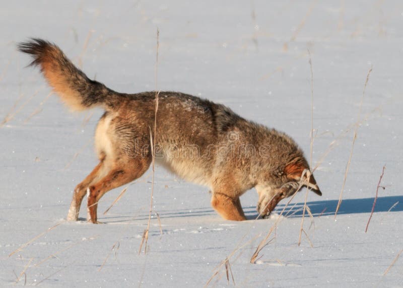 Coyote Scrounging for Breakfast Stock Photo - Image of snow, paws: 87970642