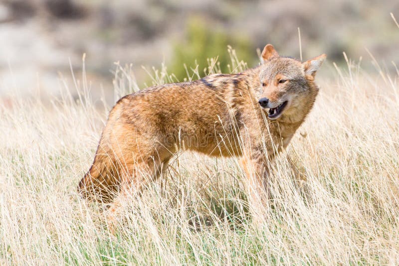 Photos de Coyote Sauvage Dans La Prairie - Photos de stock gratuites et ...