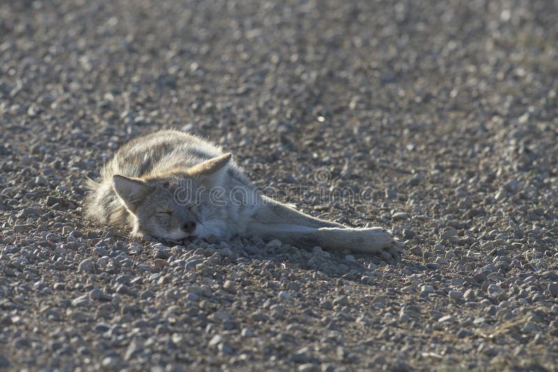 A Coyote Sleeping in a Road Stock Photo - Image of rural, kill: 71378626