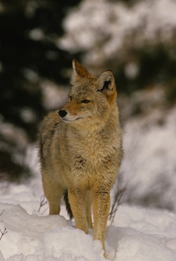 Coyote stock photo. Image of nature, winter, howling, outdoors - 7133632