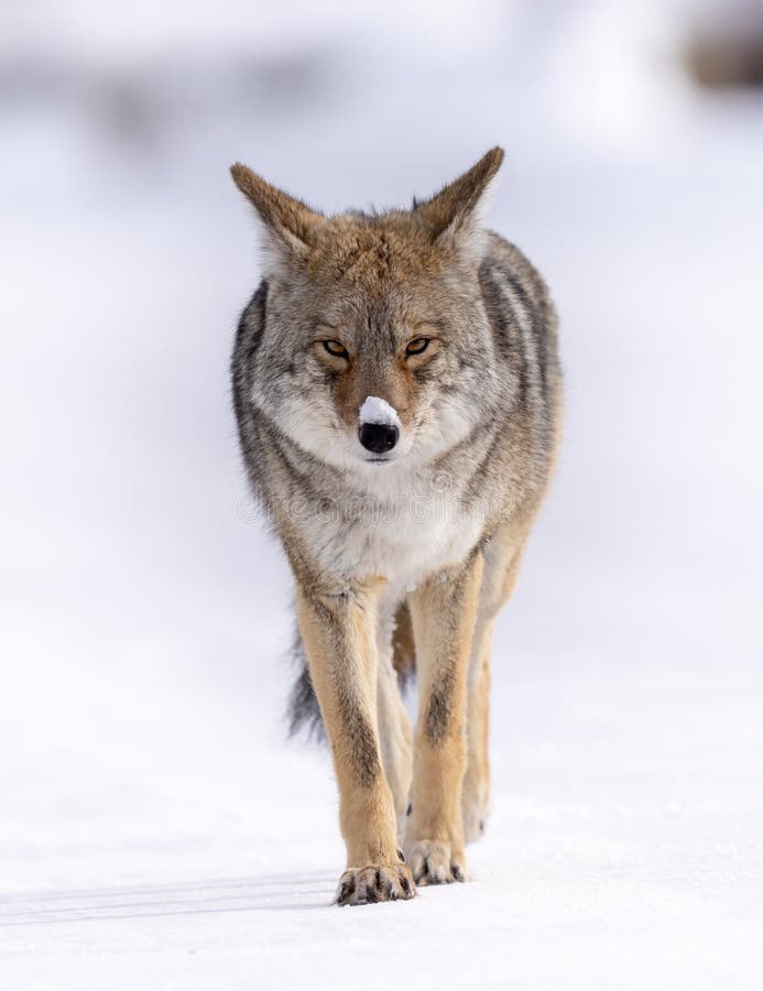 Coyote in the Snow Walking Down a Road Stock Photo - Image of frozen ...