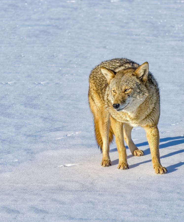 Coyote on snow stock image. Image of nature, predator - 231399575