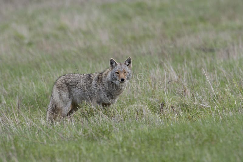 Coyote Standing in a Field of Grass Looking at the Camera Stock Photo ...