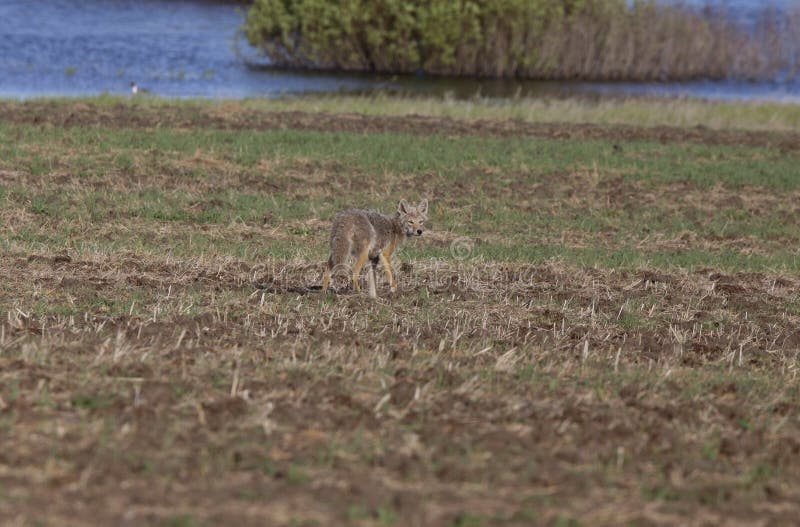 Coyote standing in field stock image. Image of wildlife - 56705283