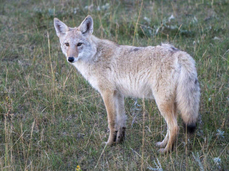 Coyote Standing in Grassy Field Looking at Camera Stock Photo - Image ...