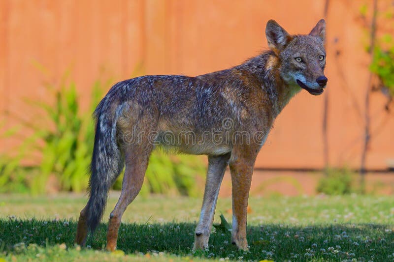 Coyote Standing on a Meadow Under Sunlight Stock Image - Image of ...