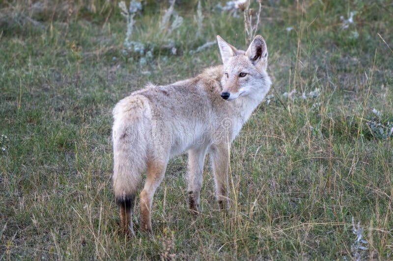 Coyote Standing in Short Grass Prairie and Looking Back Stock Photo ...