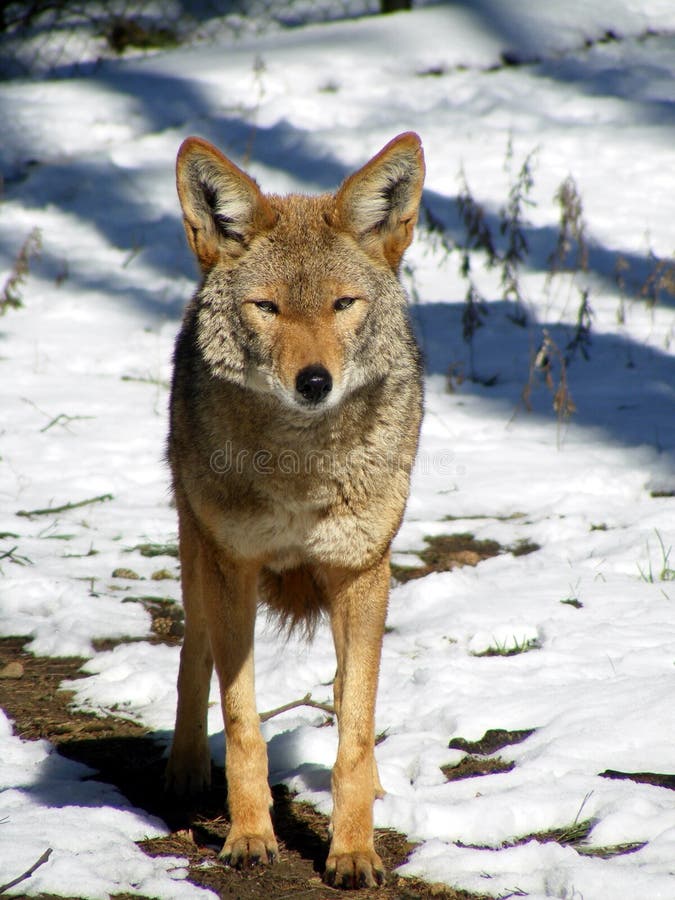 Coyote standing in snow stock photo. Image of snow, prairie - 25459988