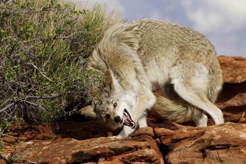 Coyote Crouching Photos - Free & Royalty-Free Stock Photos from Dreamstime