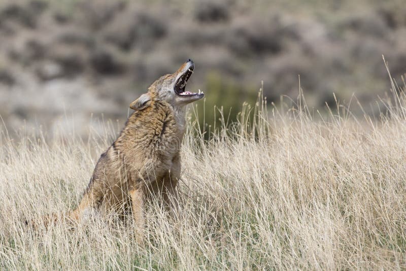 332 Howling Wolf Silhouette Stock Photos - Free & Royalty-Free Stock ...