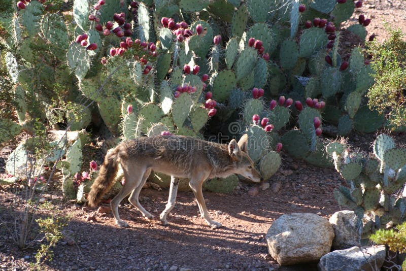 Coyote walking stock image. Image of animal, wild, walking - 5953781