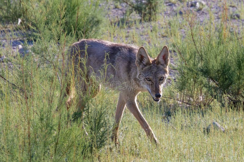 Coyote Walking in Green Grass, Looking into the Camera at Preserve ...