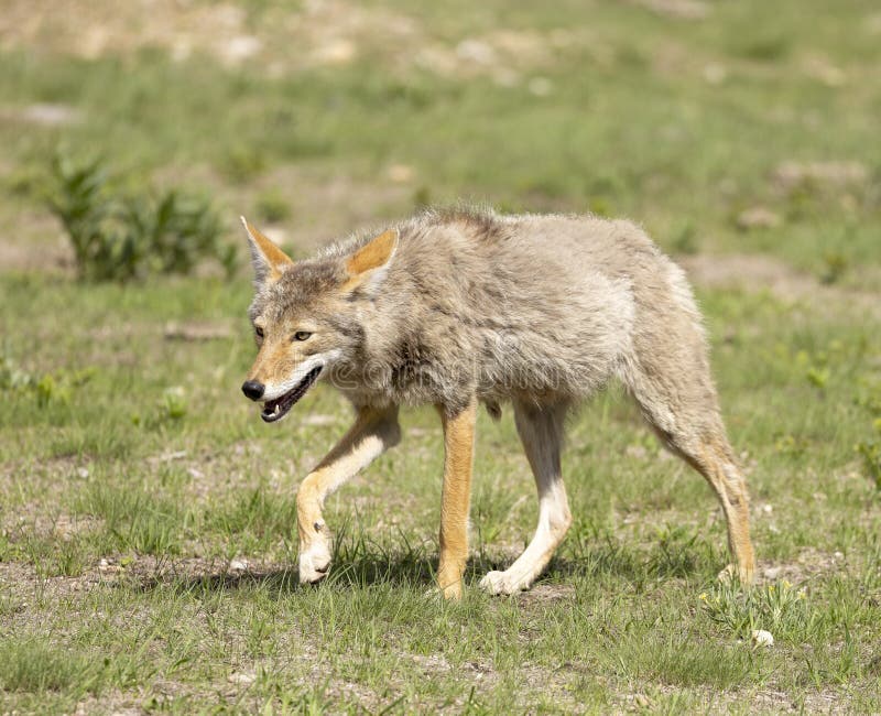 Coyote Walking in Prairie Dog Town Stock Photo - Image of canidae ...