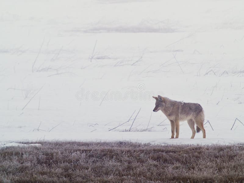 Coyote of the West Plains 2 Stock Photo - Image of seasonal, snowy: 7452222