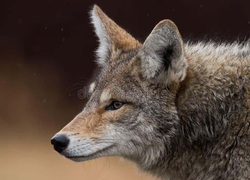 Coyote stock photo. Image of fishing, falcon, acadia - 93071442