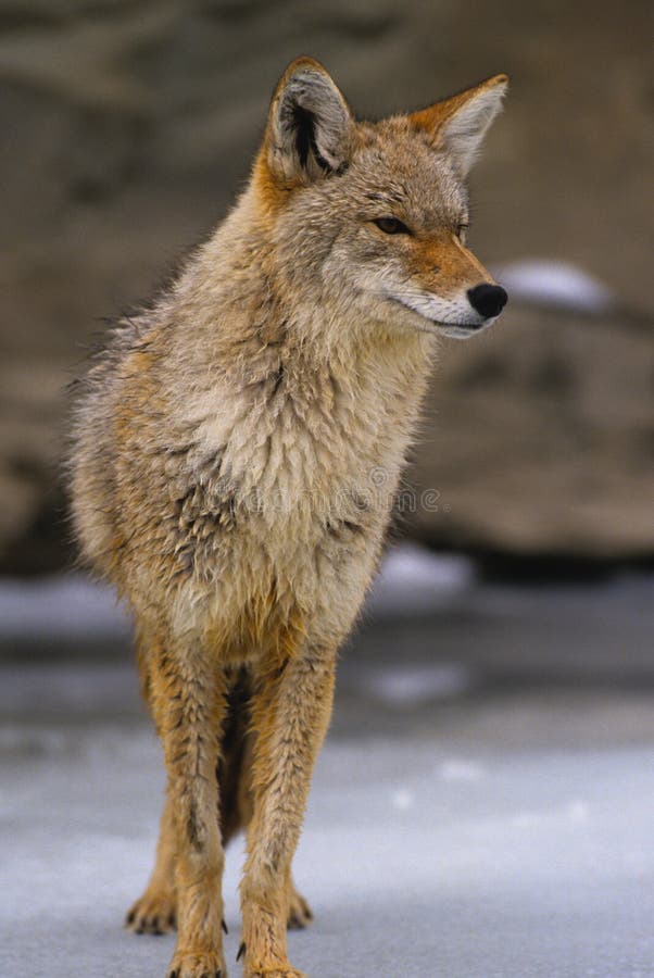 Coyote in Winter stock photo. Image of coyote, mammal - 12344844