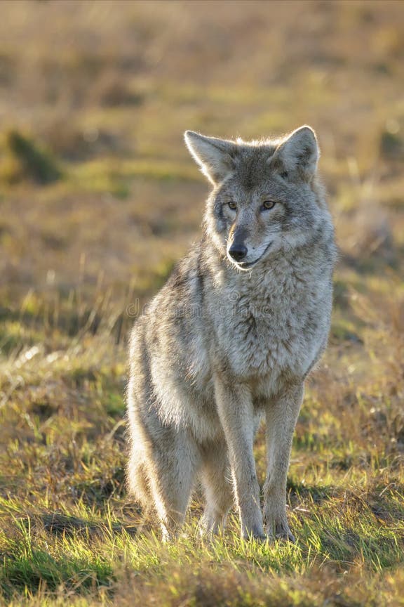 Coyote wolf stock photo. Image of wolf, american, wildlife - 318908900