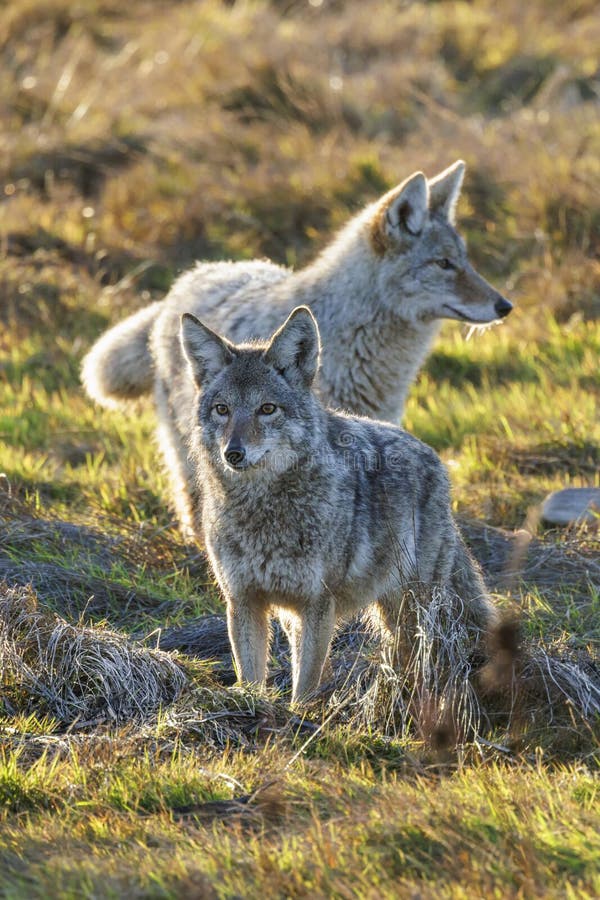 Coyote wolf stock image. Image of canada, american, wildlife - 318908903