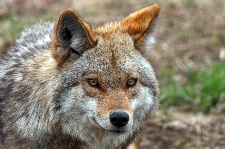Coyote stock image. Image of coyote, canada, predator - 68997239