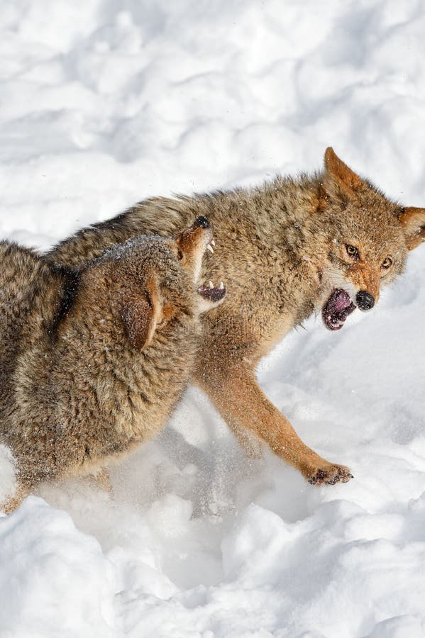 Coyotes (Canis Latrans) Snap and Flinch Winter Stock Image - Image of ...