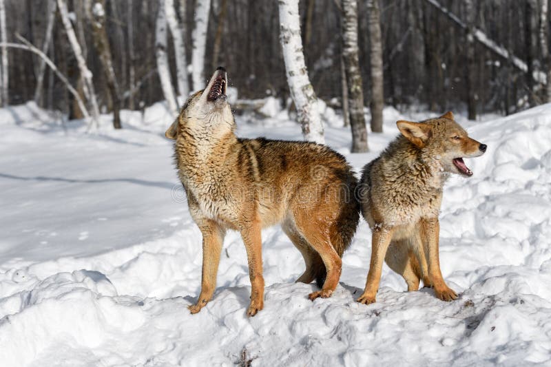 Coyotes (Canis Latrans) Stand Back To Back Howling Winter Stock Photo ...