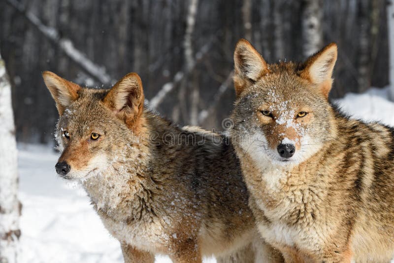 Coyotes (Canis Latrans) Stand Side by Side Looking Out Winter Stock ...