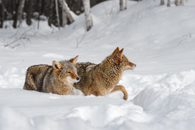 Coyotes (Canis Latrans) Step Together through Snow Winter Stock Photo ...