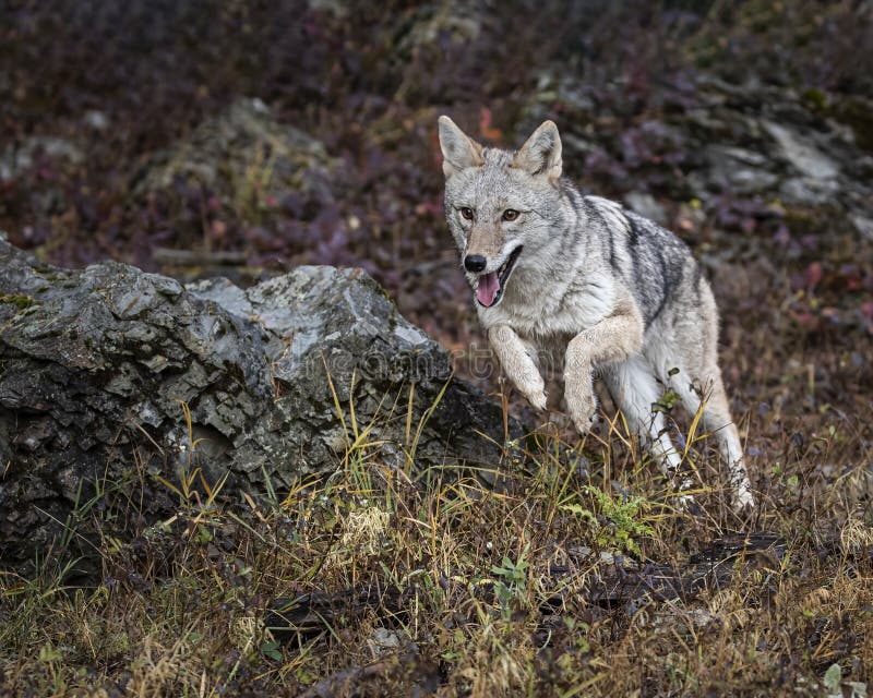 Coyote in Fall Colors in Montana, USA Stock Image - Image of mammal ...