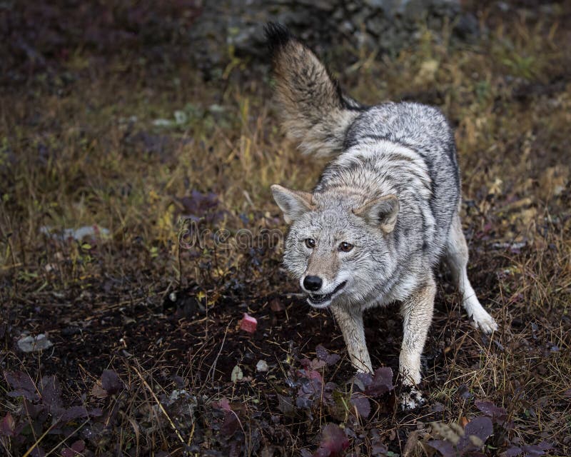 Coyote in Fall Colors in Montana, USA Stock Image - Image of cunning ...