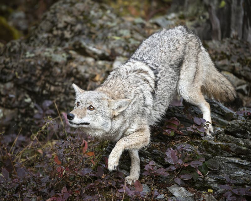 Coyote in Fall Colors in Montana, USA Stock Photo - Image of coyote ...