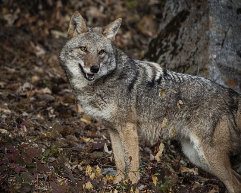 Coyote in Fall Colors in Montana, USA Stock Image - Image of cunning ...