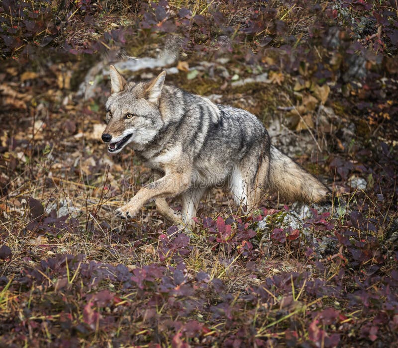 Coyote in Fall Colors in Montana, USA Stock Photo - Image of pack ...