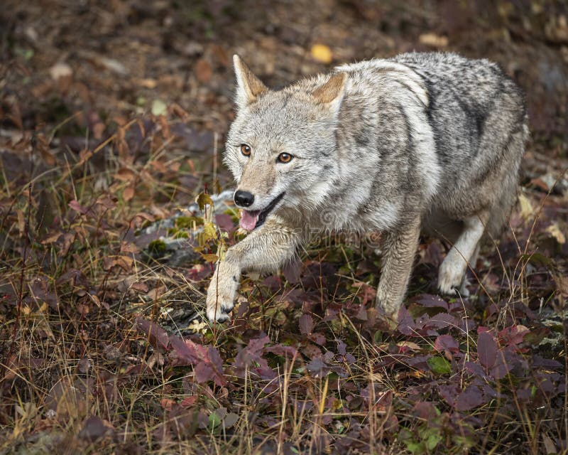 Coyote in Fall Colors in Montana, USA Stock Image - Image of cunning ...