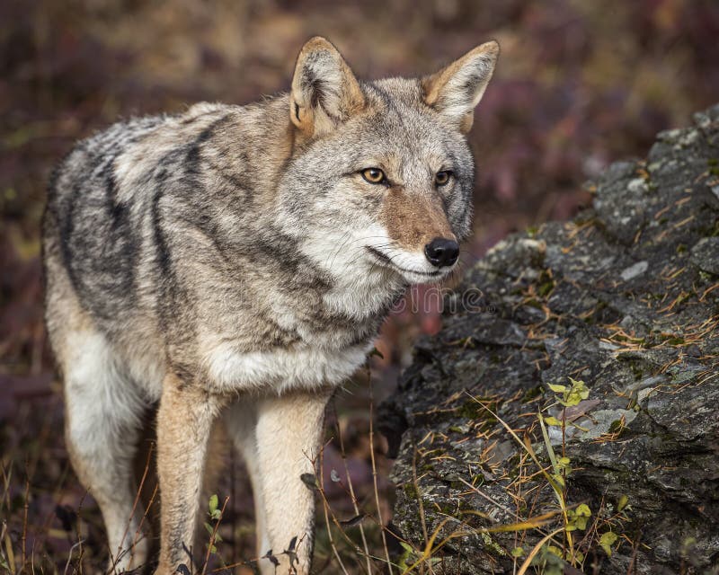 Coyote in Fall Colors in Montana, USA Stock Image - Image of cunning ...