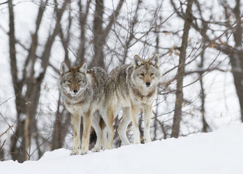 Two Coyotes (Canis Latrans) Walking and Hunting in the Winter Snow in ...