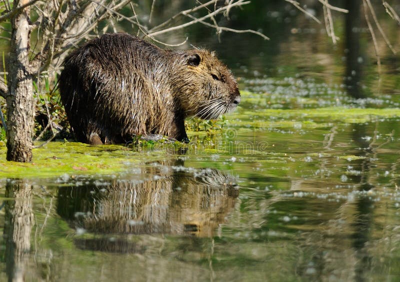 Coypu stock image. Image of lake, water, rodent, coypu - 14535455
