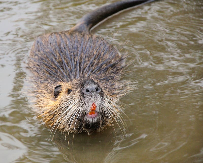 Coypu stock image. Image of river, nutria, coast, dirty - 21871653