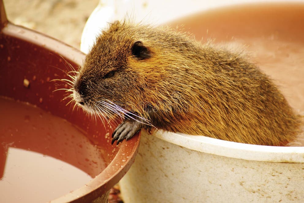Coypu stock image. Image of clean, rodent, veggies, diet - 22267433