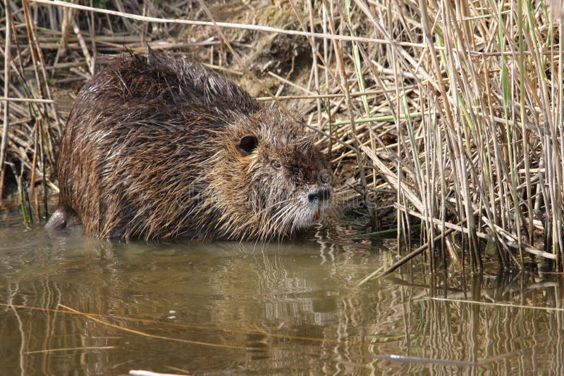 Coypu stock image. Image of aquatic, nutria, fauna, wildlife - 23911321