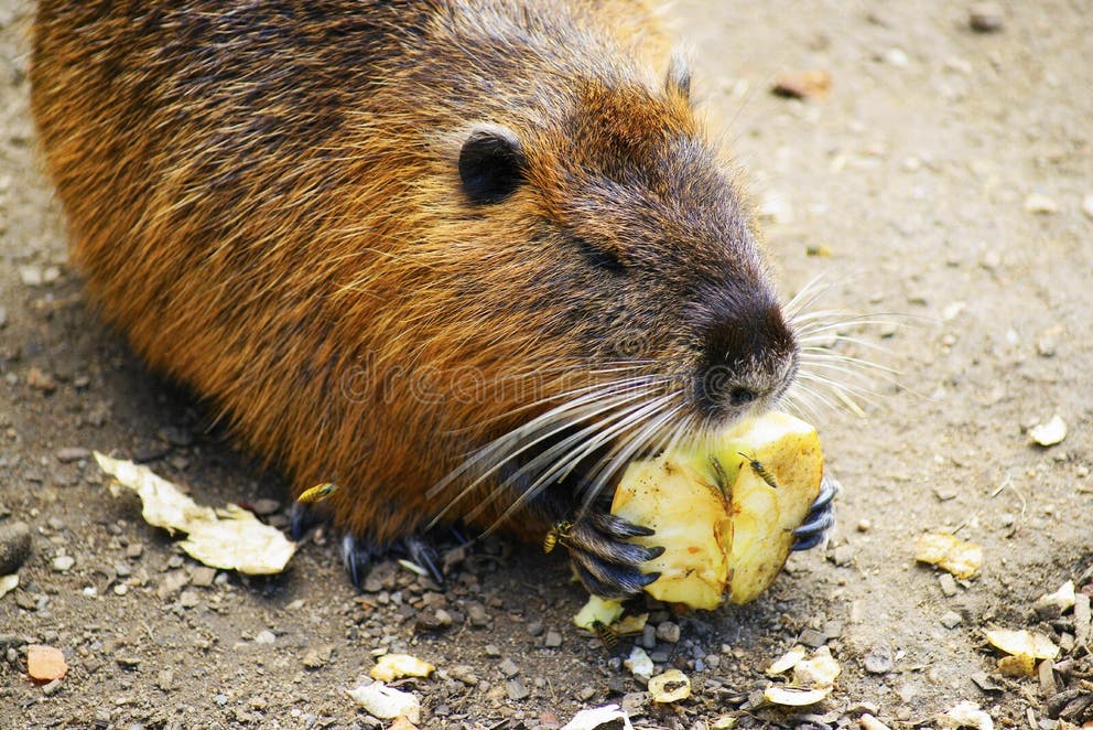 Coypu stock image. Image of animal, prague, water, mammal - 26265785