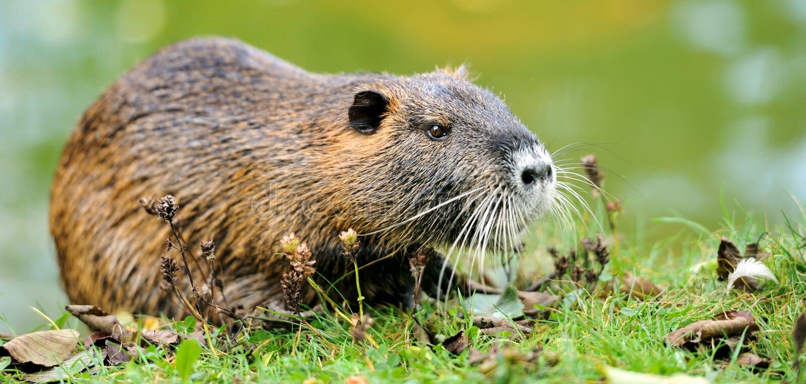 North American Beaver Yawning Stock Image - Image of canadensis ...