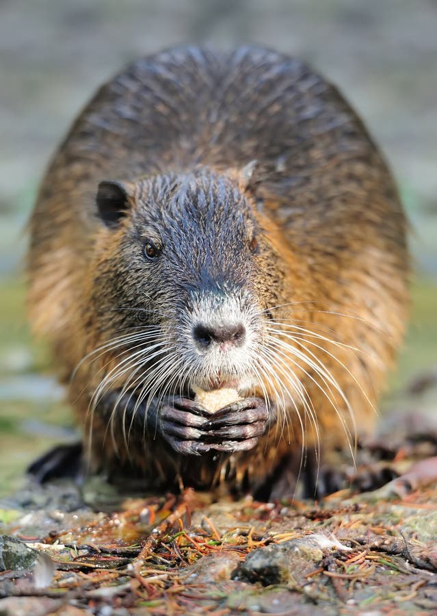 Coypu stock image. Image of mammal, concept, pond, competition - 29396679