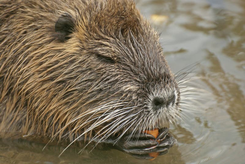 Coypu stock image. Image of herbivorous, outdoor, invasive - 29644149