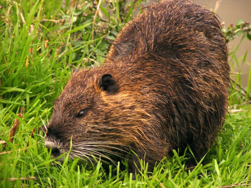 Groundhog Pups on Their Fron Porch Stock Image - Image of meadow ...