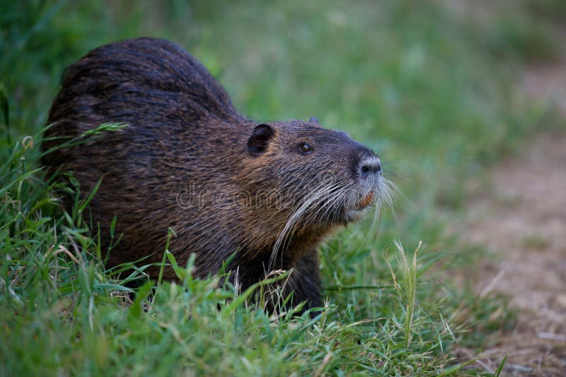 Coypu also called Nutria stock photo. Image of myocastor - 41801268