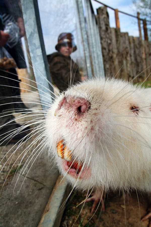 Coypu beaver rodent stock photo. Image of snout, nutria - 5017886