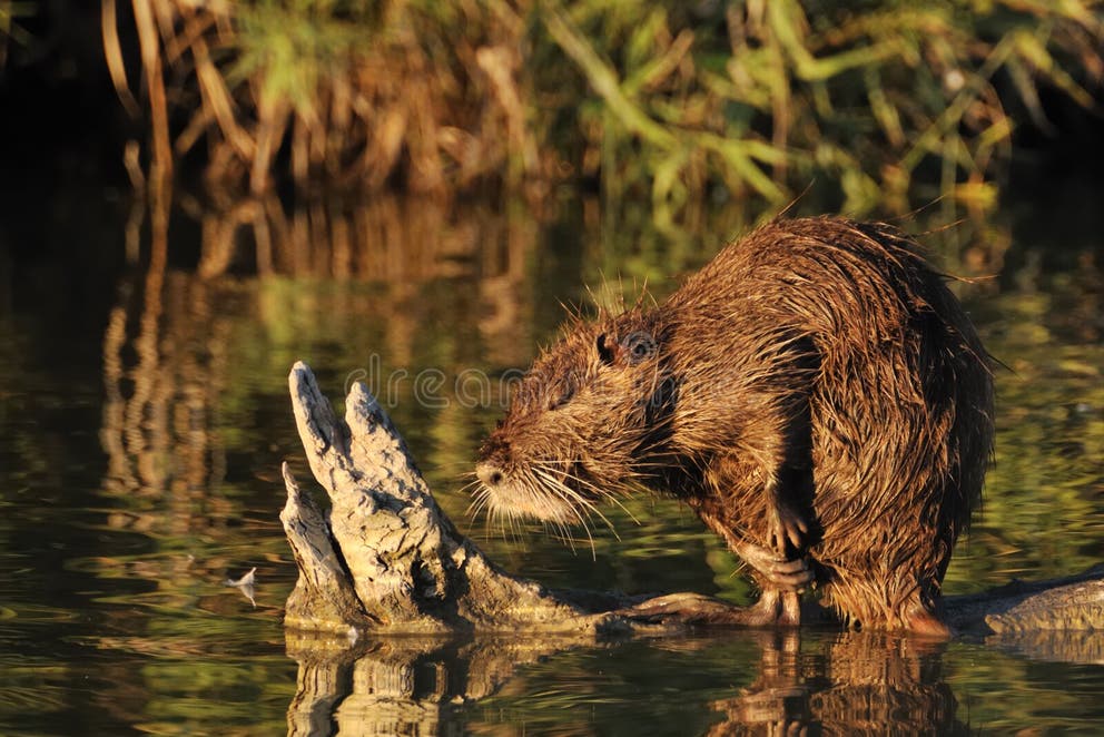 Coypu cleaning its fur stock photo. Image of washing - 22396316